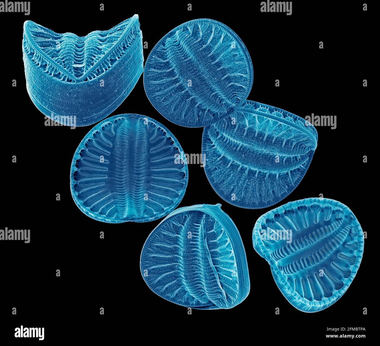 Diatomeen diatomeen -Fotos und -Bildmaterial in hoher Auflösung – Alamy