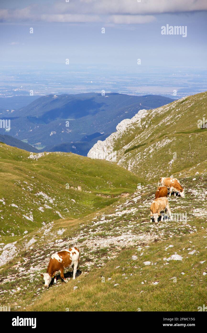 Kühe weiden an einem Sommertag auf der alm in den Alp-Bergen, Puchberg ... Kühe weiden an einem Sommertag auf der alm in den Alp-Bergen, Puchberg ...