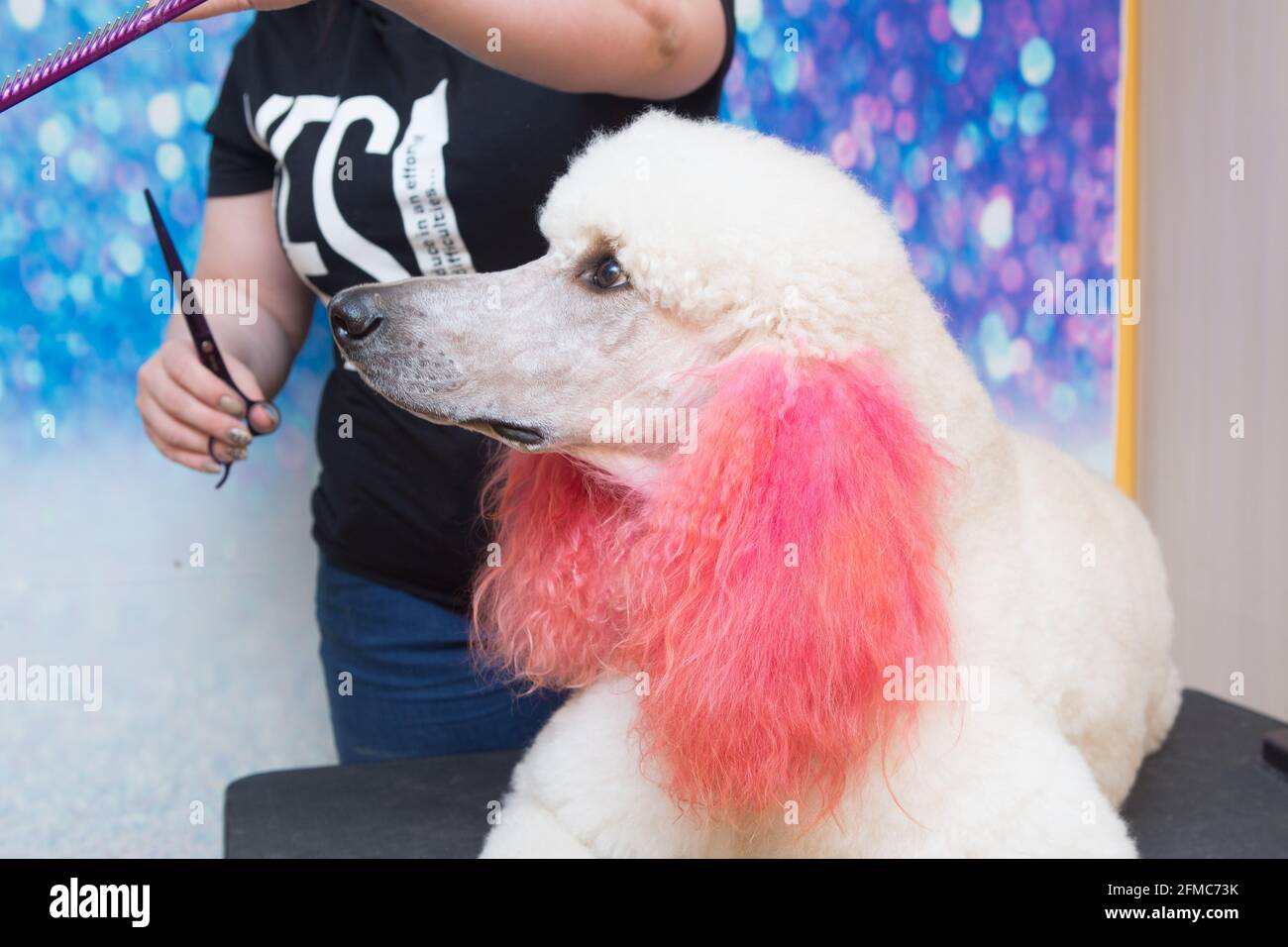 Niedlicher pudel -Fotos und -Bildmaterial in hoher Auflösung - Seite 3 ...