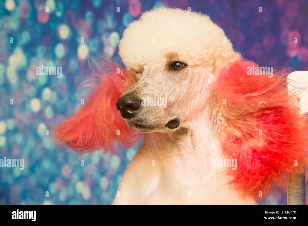 Weißer lockiger hund -Fotos und -Bildmaterial in hoher Auflösung – Alamy