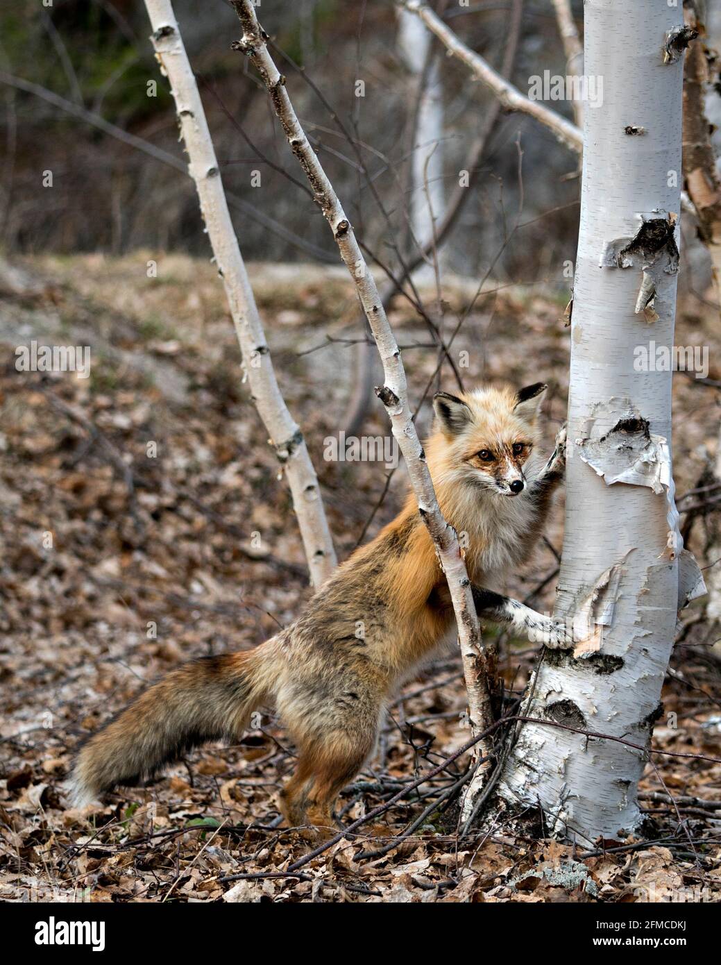 Markiere eine saison -Fotos und -Bildmaterial in hoher Auflösung – Alamy