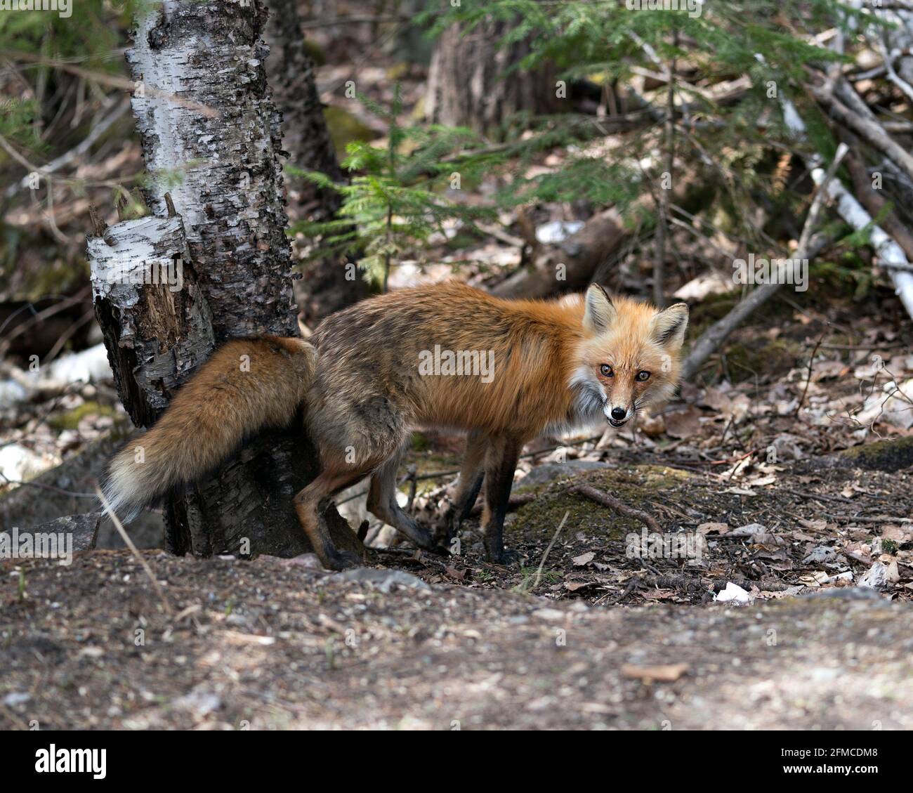 Rotfuchs Nahaufnahme Profil Seitenansicht in der Frühjahrssaison zeigt ...