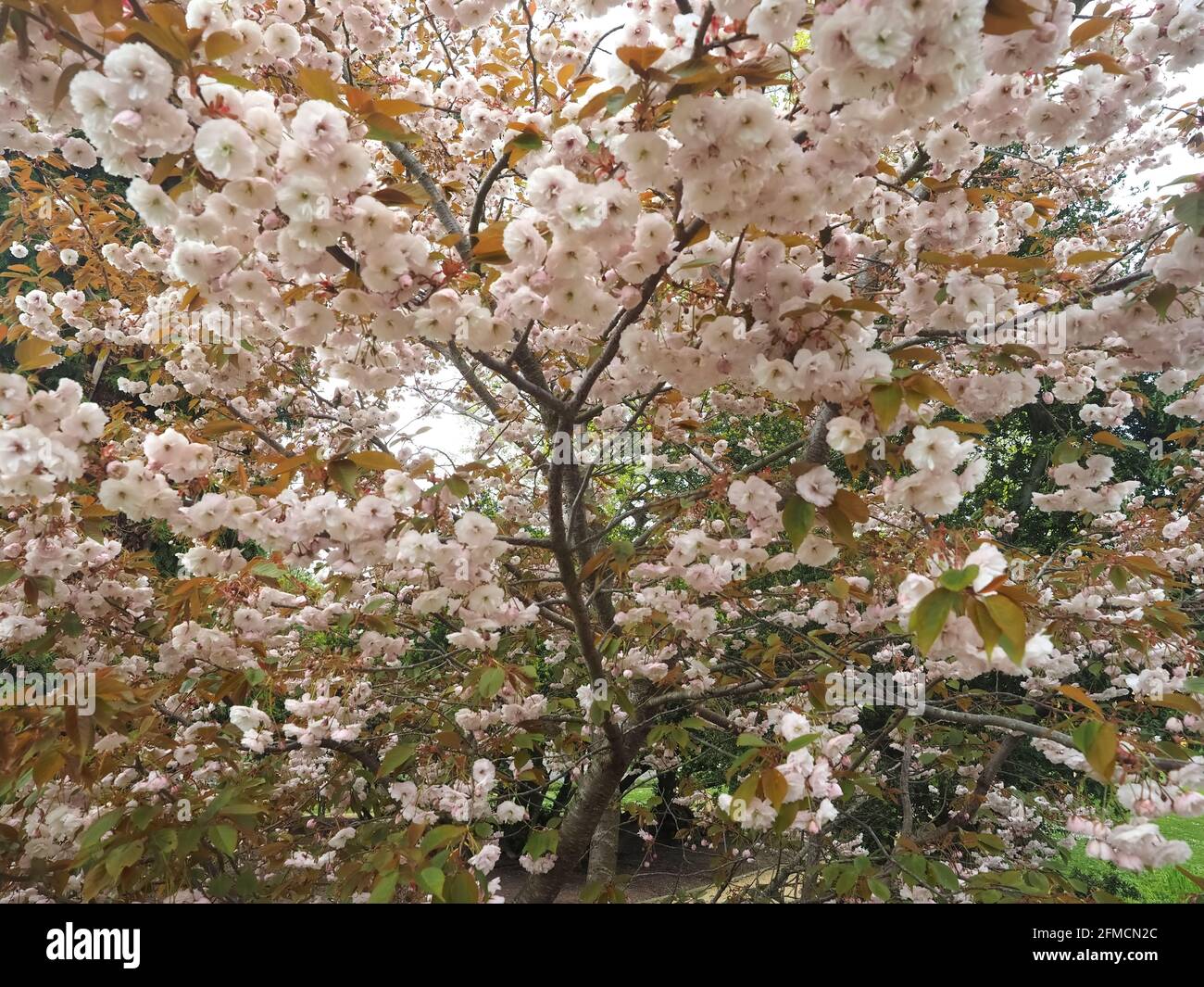 Kirsche kirschbaum -Fotos und -Bildmaterial in hoher Auflösung – Alamy