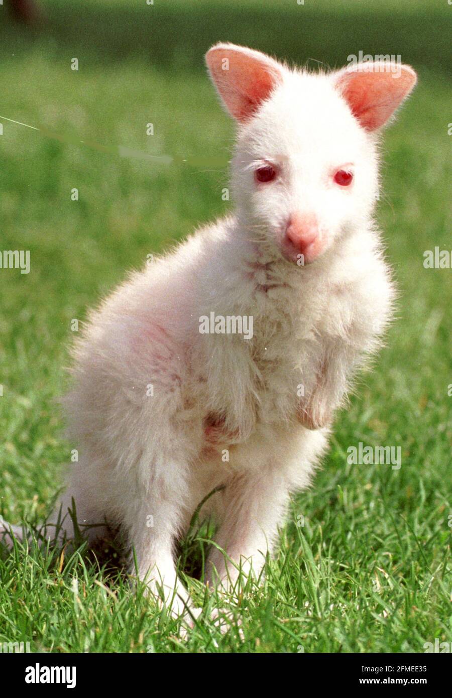DAS 2 MONATE ALTE BABY ALBINO WALLABY BRIDIE WURDE VON IHRER MUTTER IM ...