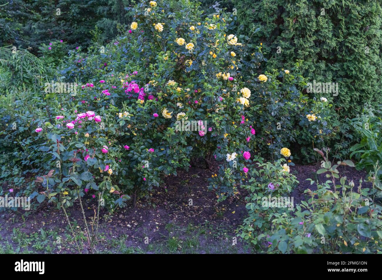 Rosenbusch im Garten. Rosa und gelbe Rosen Stockfotografie - Alamy