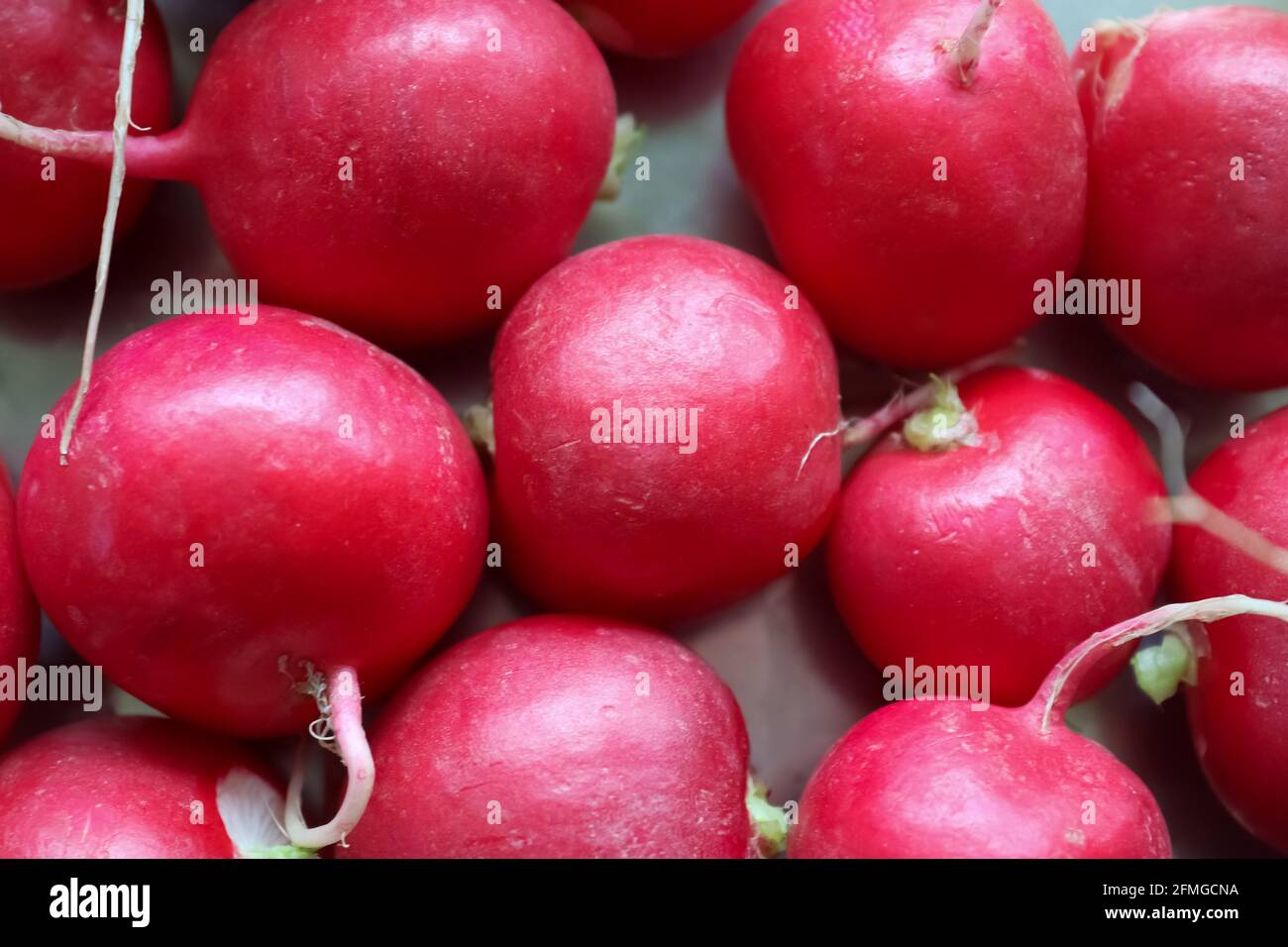 European Radish Raphanus Sativus Stockfotos und -bilder Kaufen - Alamy