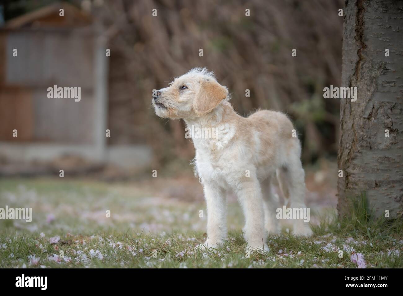 Freundliches labradoodle -Fotos und -Bildmaterial in hoher Auflösung ...
