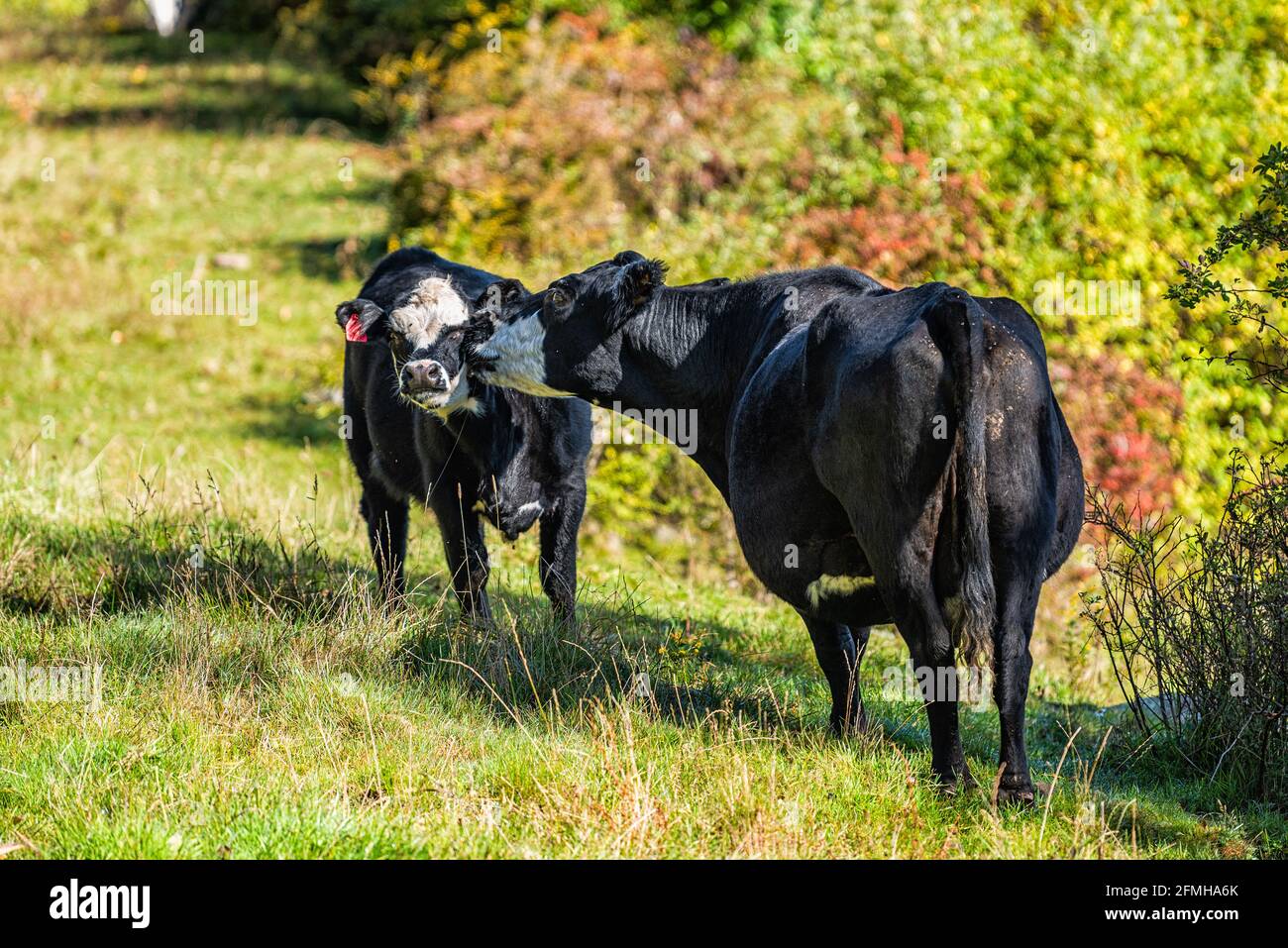 Junge Kalb, grasgefütterte schwarze und weiße Kuhmutter, die sich mit ...