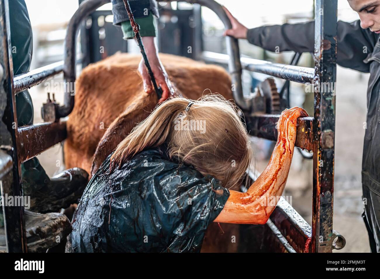 Vet Cow Uk Stockfotos und -bilder Kaufen - Alamy