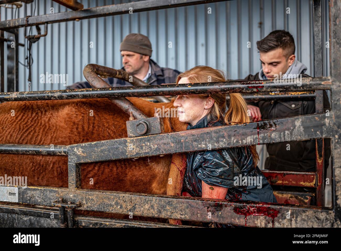 Cow Giving Birth Stockfotos und -bilder Kaufen - Alamy
