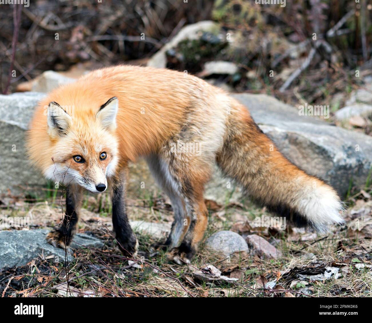 Fuchs mit felshintergrund -Fotos und -Bildmaterial in hoher Auflösung ...