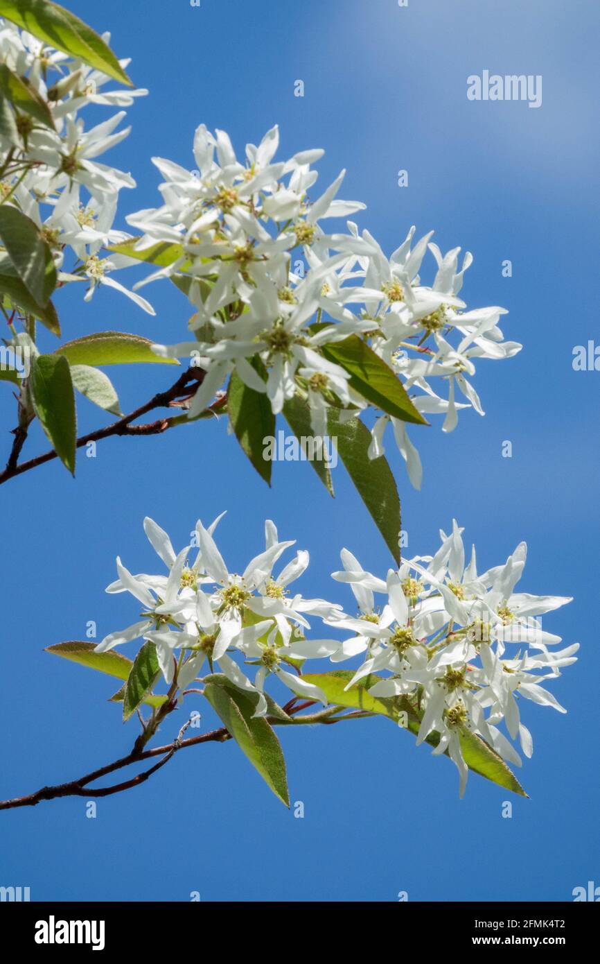 Amelanchier Lamarckii Juneberry Stockfotos und -bilder Kaufen - Alamy