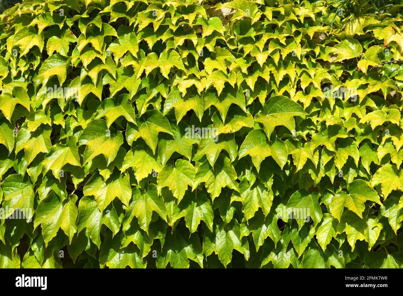 Efeu ranke -Fotos und -Bildmaterial in hoher Auflösung – Alamy