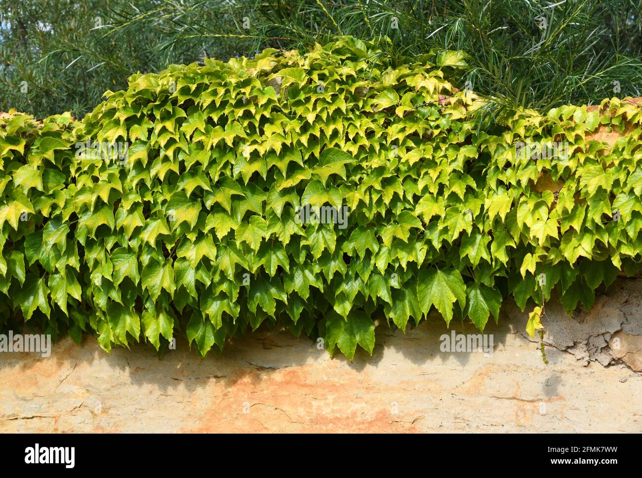 Efeu ranke -Fotos und -Bildmaterial in hoher Auflösung – Alamy