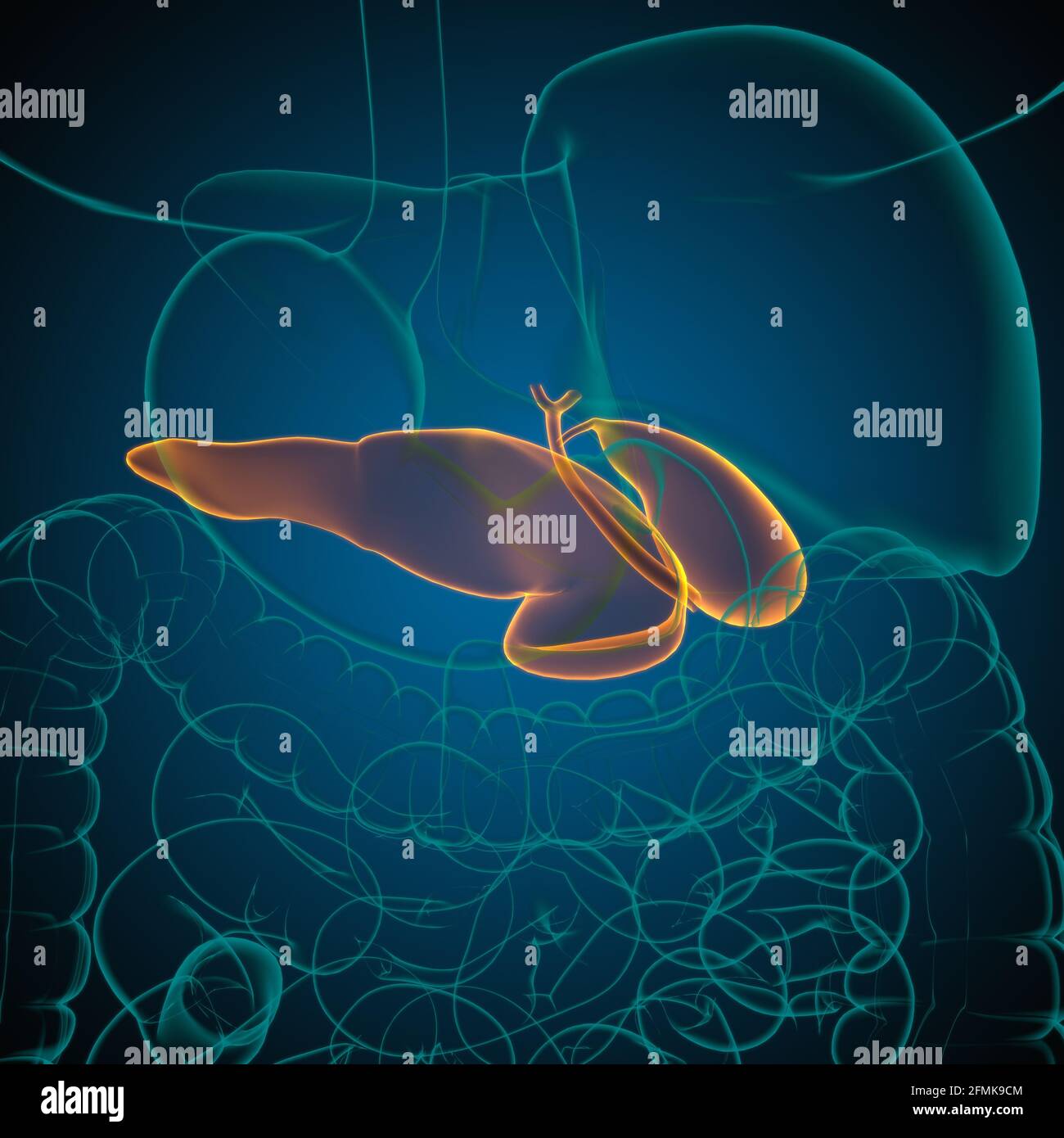 Gallenblase Human Digestive System Anatomie für medizinisches Konzept ...