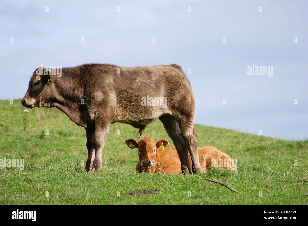 Kuh beine -Fotos und -Bildmaterial in hoher Auflösung – Alamy