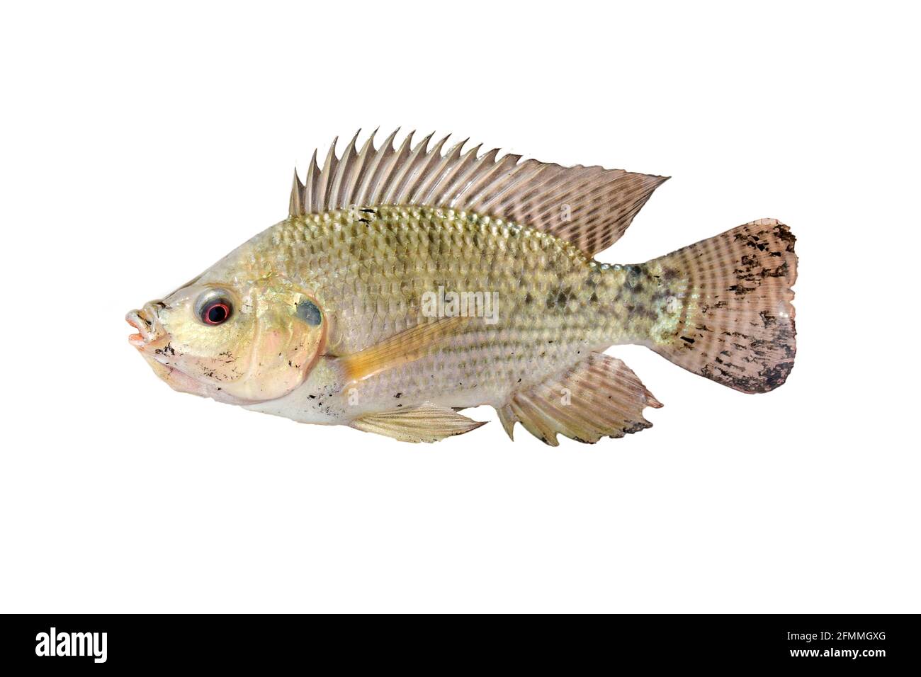 Mosambik tilapia -Fotos und -Bildmaterial in hoher Auflösung – Alamy