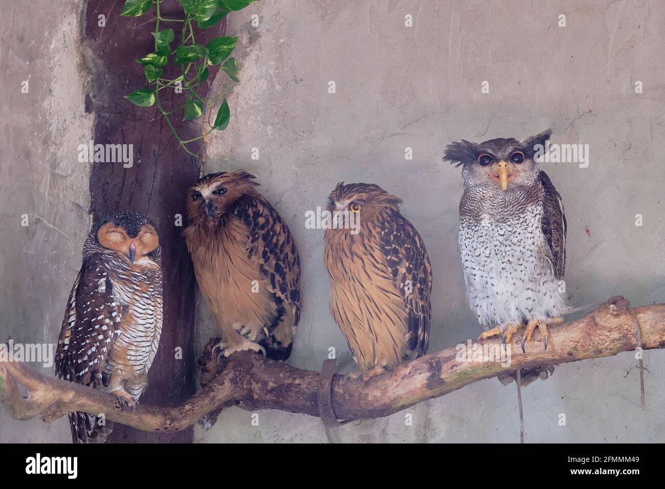 Asiatische eulen -Fotos und -Bildmaterial in hoher Auflösung – Alamy