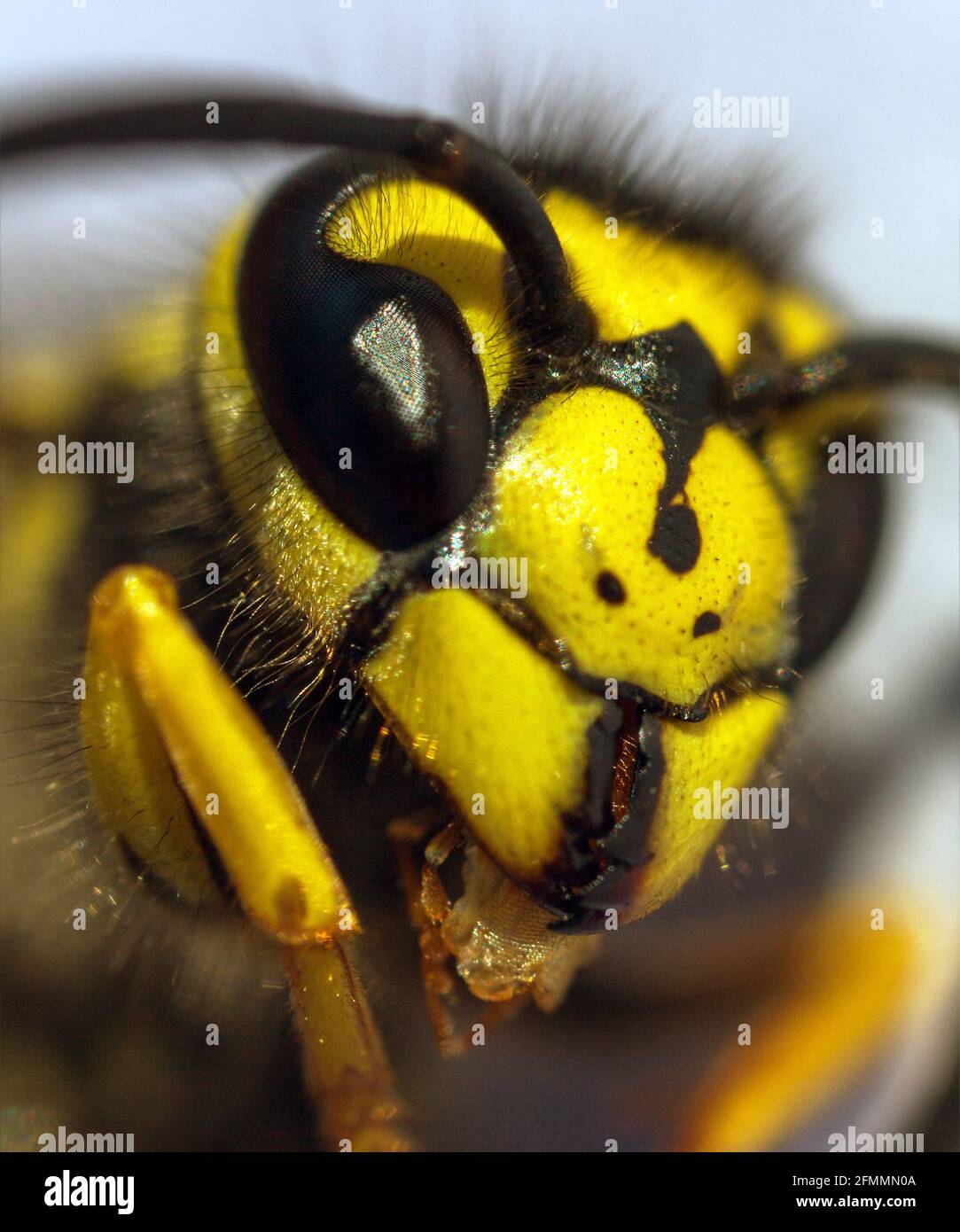 Schwarze deutsche biene -Fotos und -Bildmaterial in hoher Auflösung – Alamy