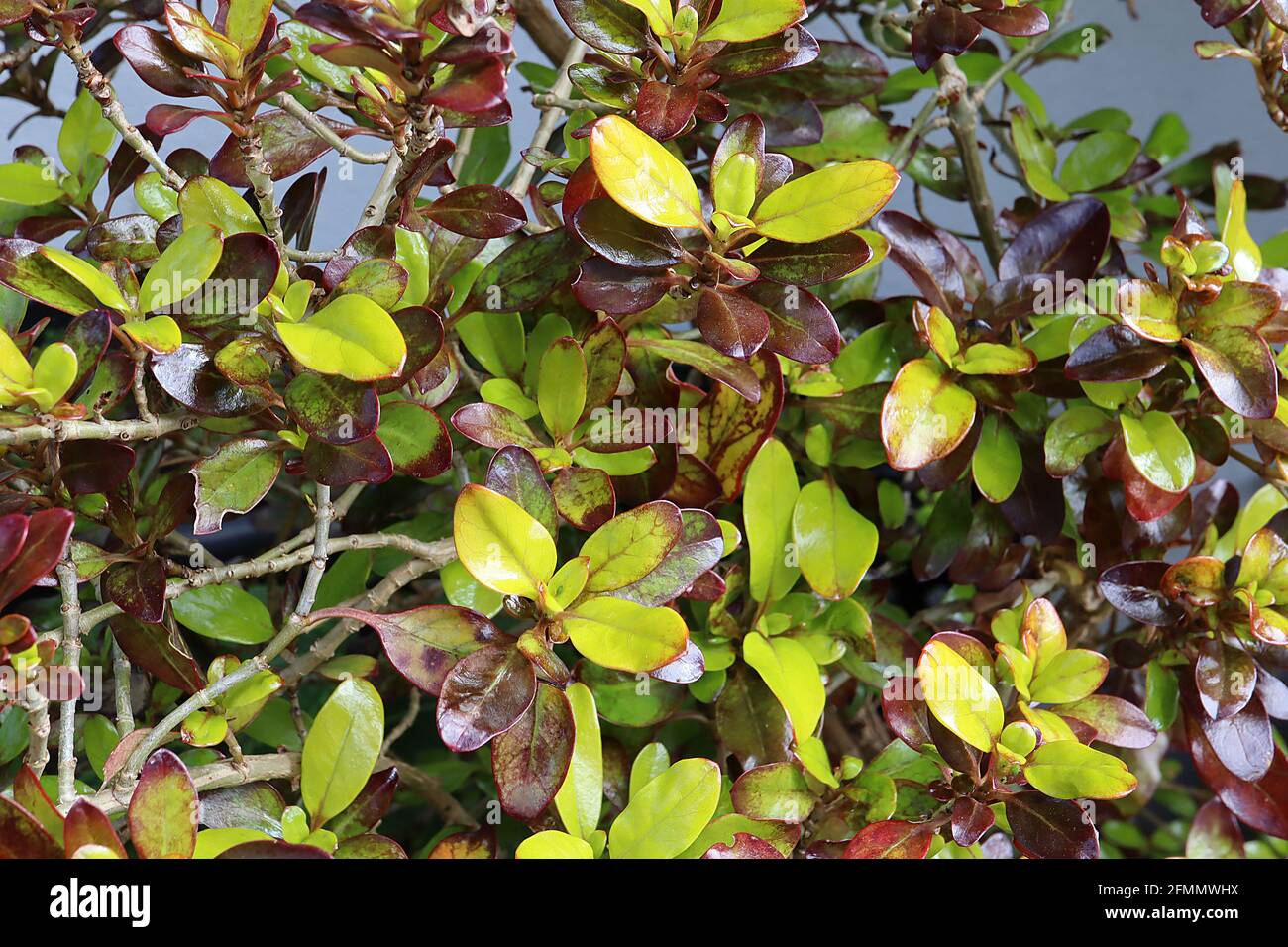 Coprosma repens pina colada -Fotos und -Bildmaterial in hoher Auflösung ...