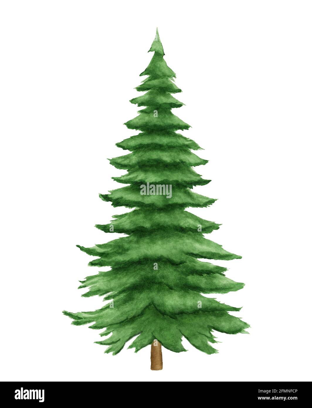 Tanne Baum Aquarell Bild. Handgezeichnete üppige Kiefer Illustration ...