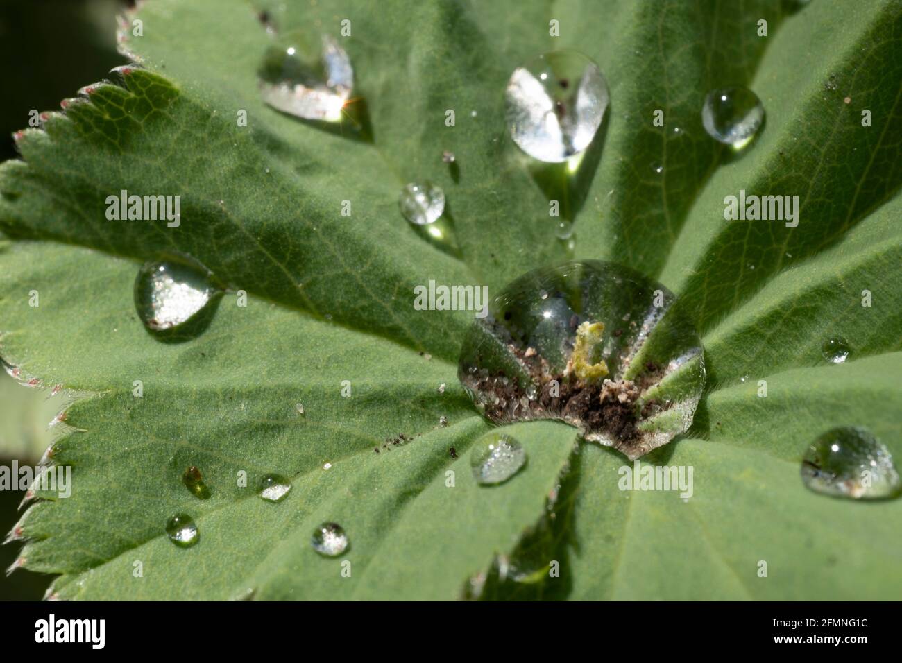 Wassertropfen auf dem Blatt des Mantels einer Dame oder Alchemilla ...