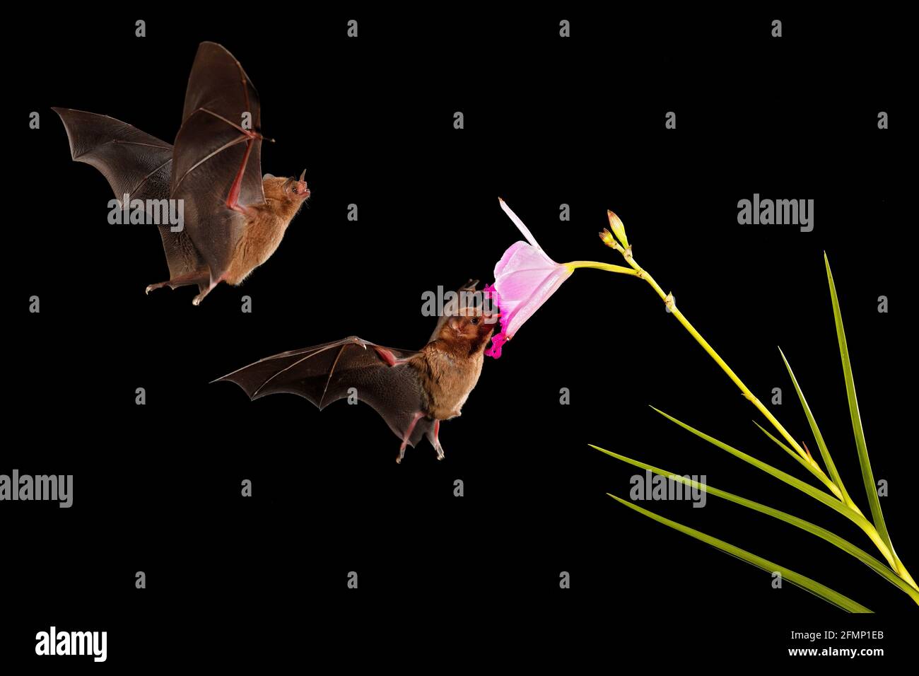 Nektar Fledermaus Stockfotos und -bilder Kaufen - Alamy