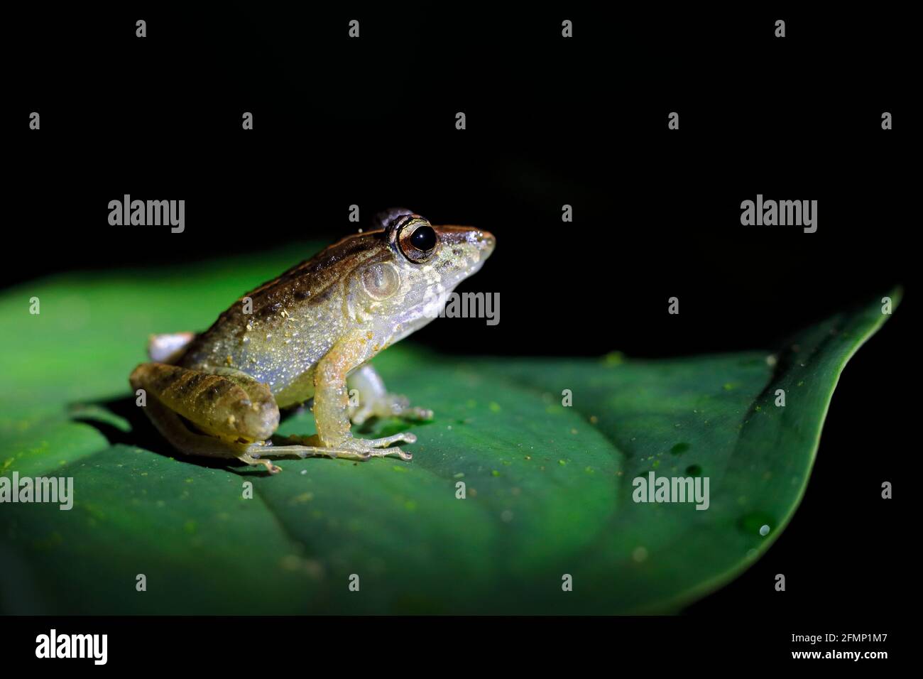 Gemeiner regenfrosch -Fotos und -Bildmaterial in hoher Auflösung – Alamy