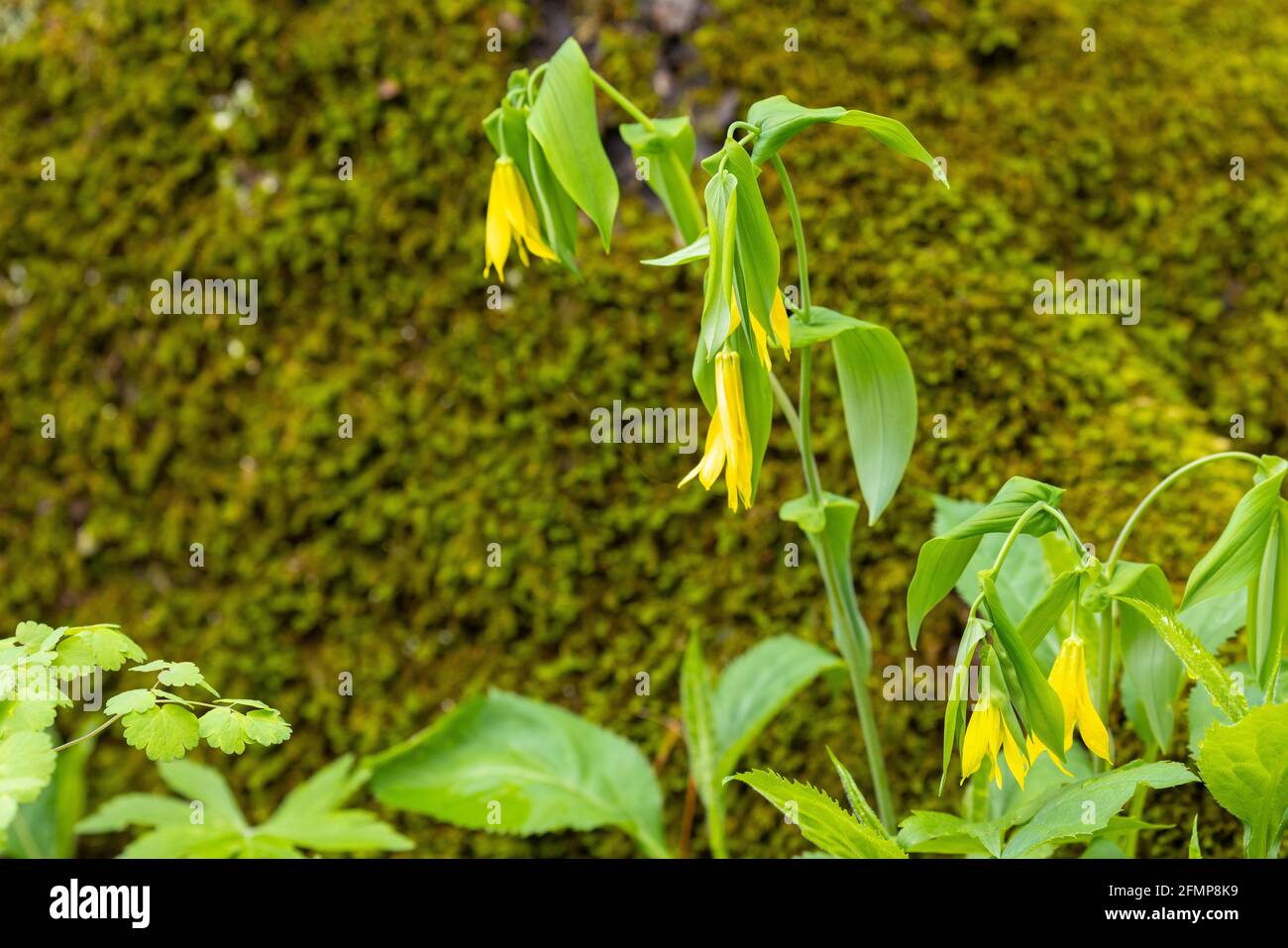 Moos und wildblumen -Fotos und -Bildmaterial in hoher Auflösung – Alamy