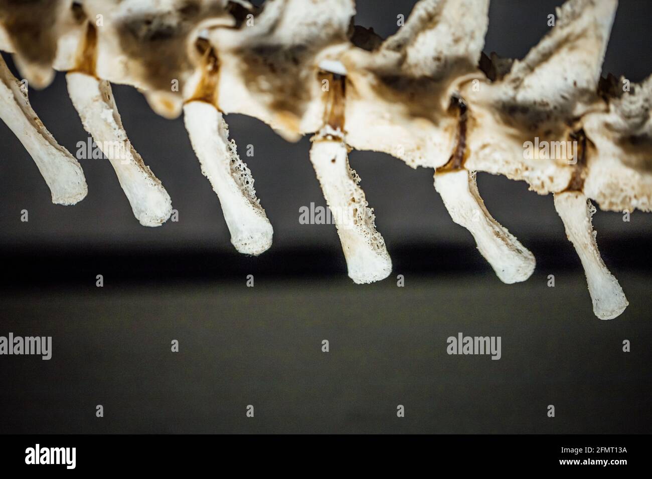 Alligator bones -Fotos und -Bildmaterial in hoher Auflösung – Alamy