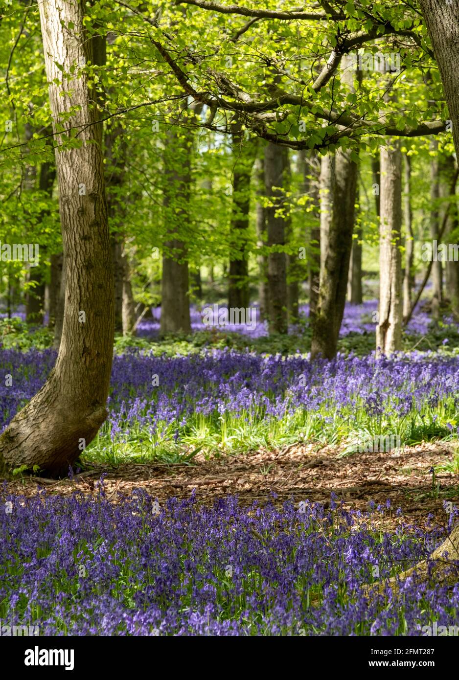 Teppich aus Blaubellen, der im Frühjahr in den Dockey Woods in der Nähe ...