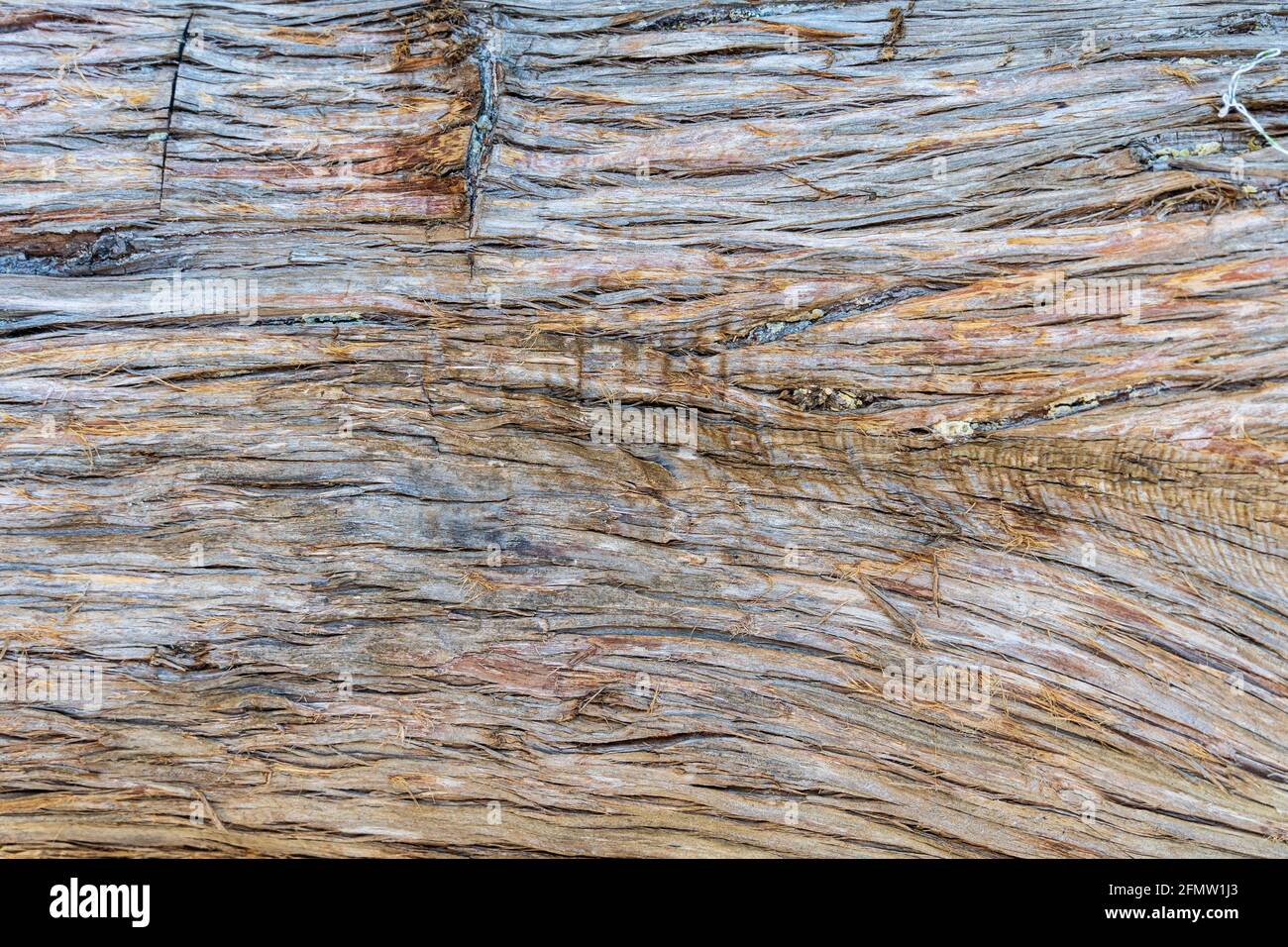 Juniper juniperus virginiana -Fotos und -Bildmaterial in hoher ...