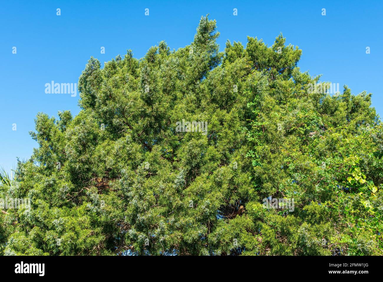 Östlicher roter Zedernbaum, auch bekannt als Virginischer Wacholder ...