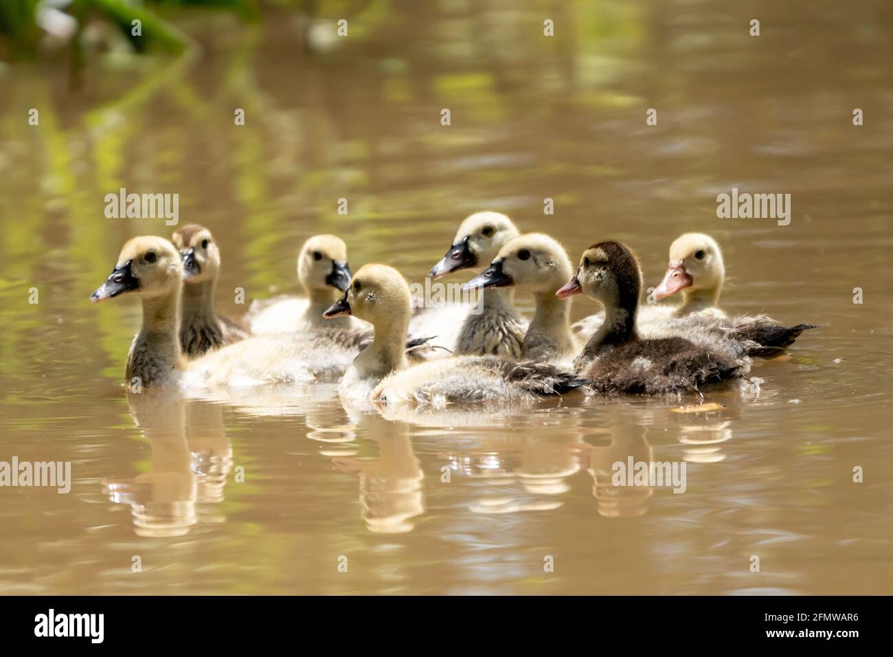 Baby enten schwimmen -Fotos und -Bildmaterial in hoher Auflösung – Alamy