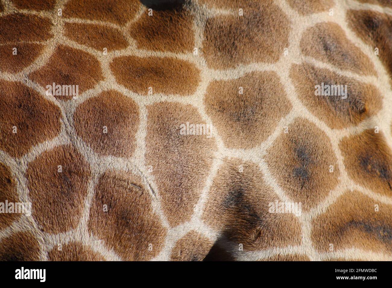 Giraffe skin pattern -Fotos und -Bildmaterial in hoher Auflösung – Alamy
