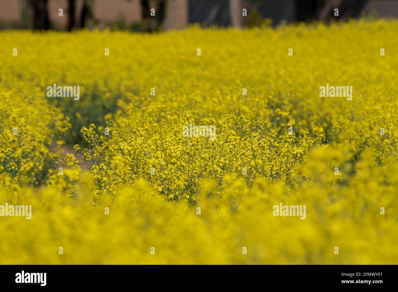 Raps feld raps -Fotos und -Bildmaterial in hoher Auflösung – Alamy
