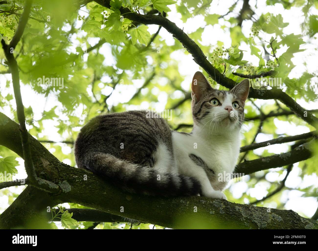 Katze sitzt hoch im Baum zwischen dem Laub auf einem Ast und starrt auf ...