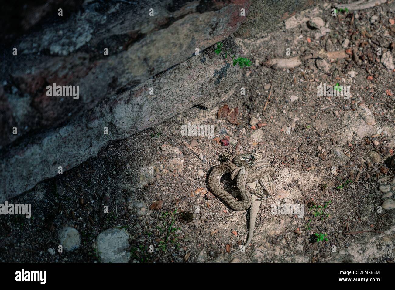 Reptilien leben essen -Fotos und -Bildmaterial in hoher Auflösung – Alamy