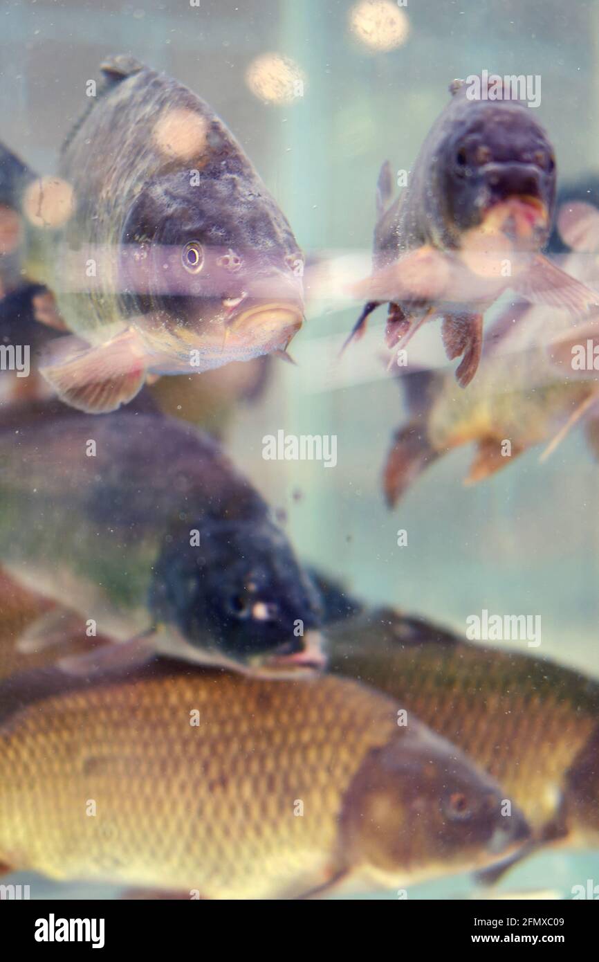 Lebende Fische schwimmen im Supermarktaquarium, großer Karpfen ...