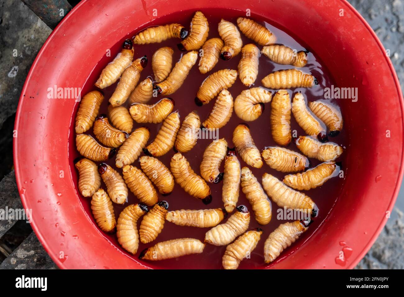 Rhynchophorus palmarum -Fotos und -Bildmaterial in hoher Auflösung – Alamy
