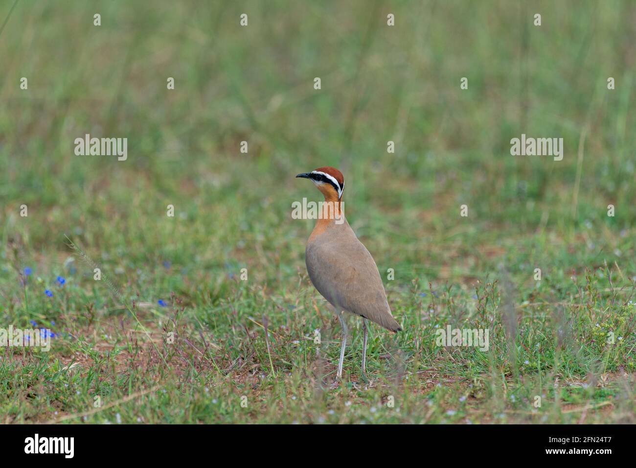 Indische vogelbeobachtung -Fotos und -Bildmaterial in hoher Auflösung ...