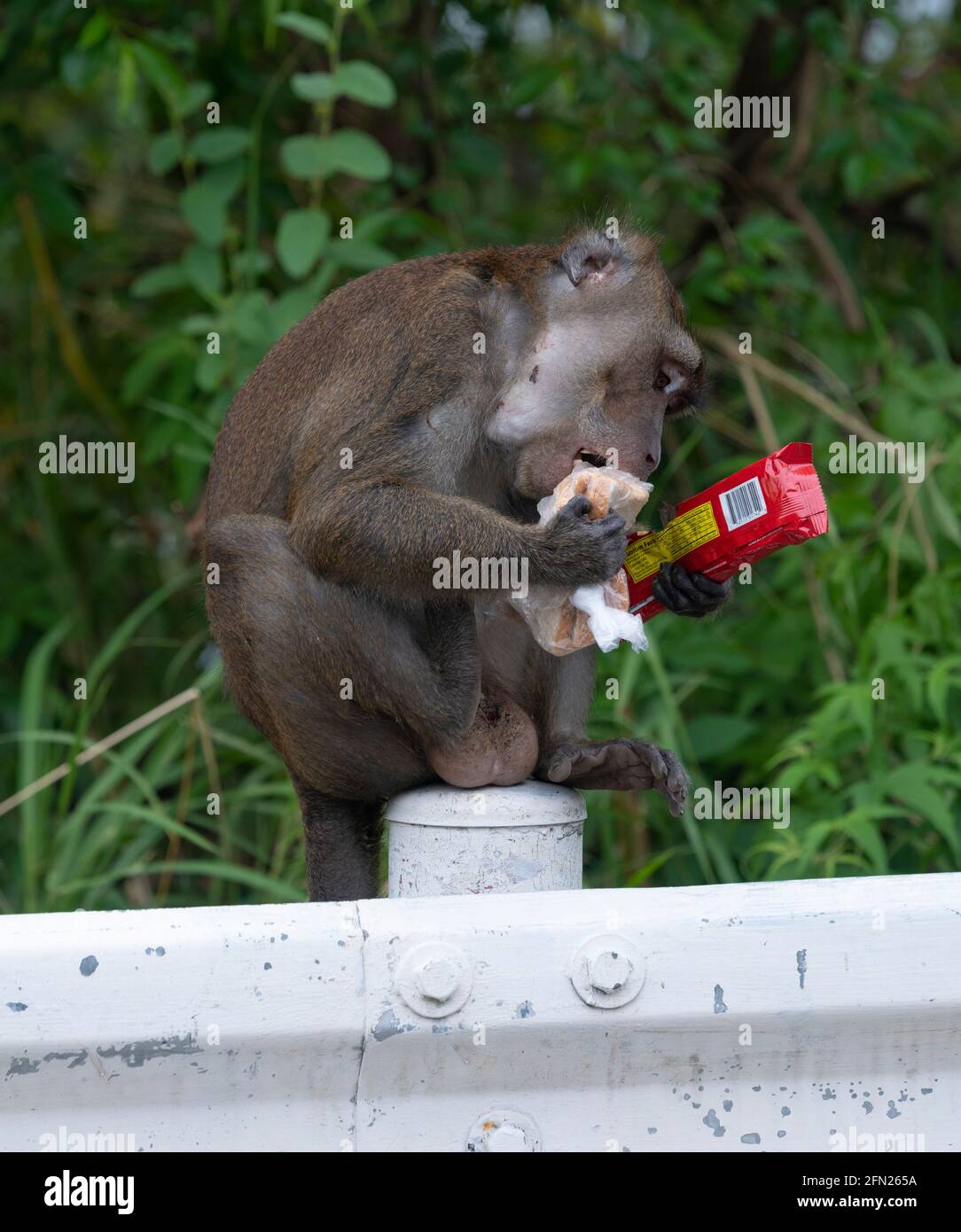 Macaca fascicularis philippensis -Fotos und -Bildmaterial in hoher ...