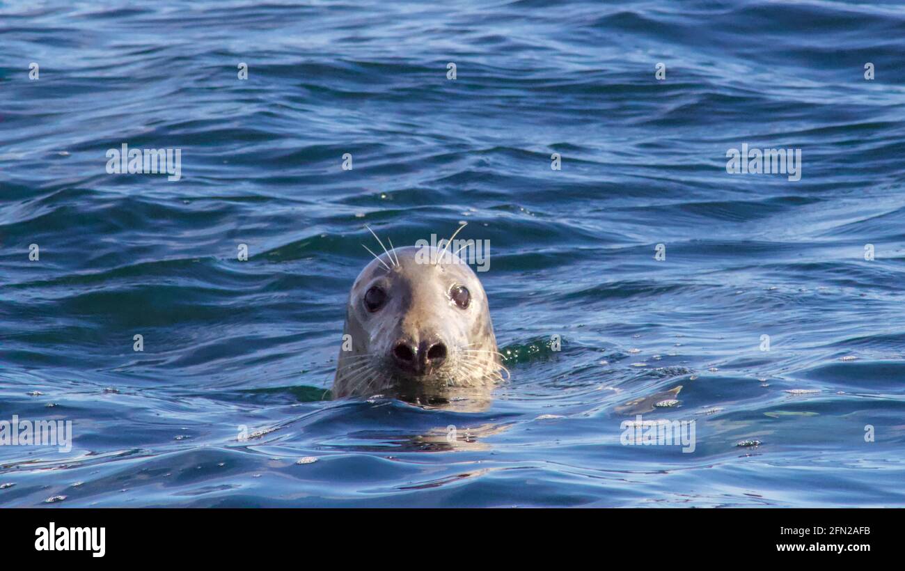 Fisch fressen robbe -Fotos und -Bildmaterial in hoher Auflösung – Alamy