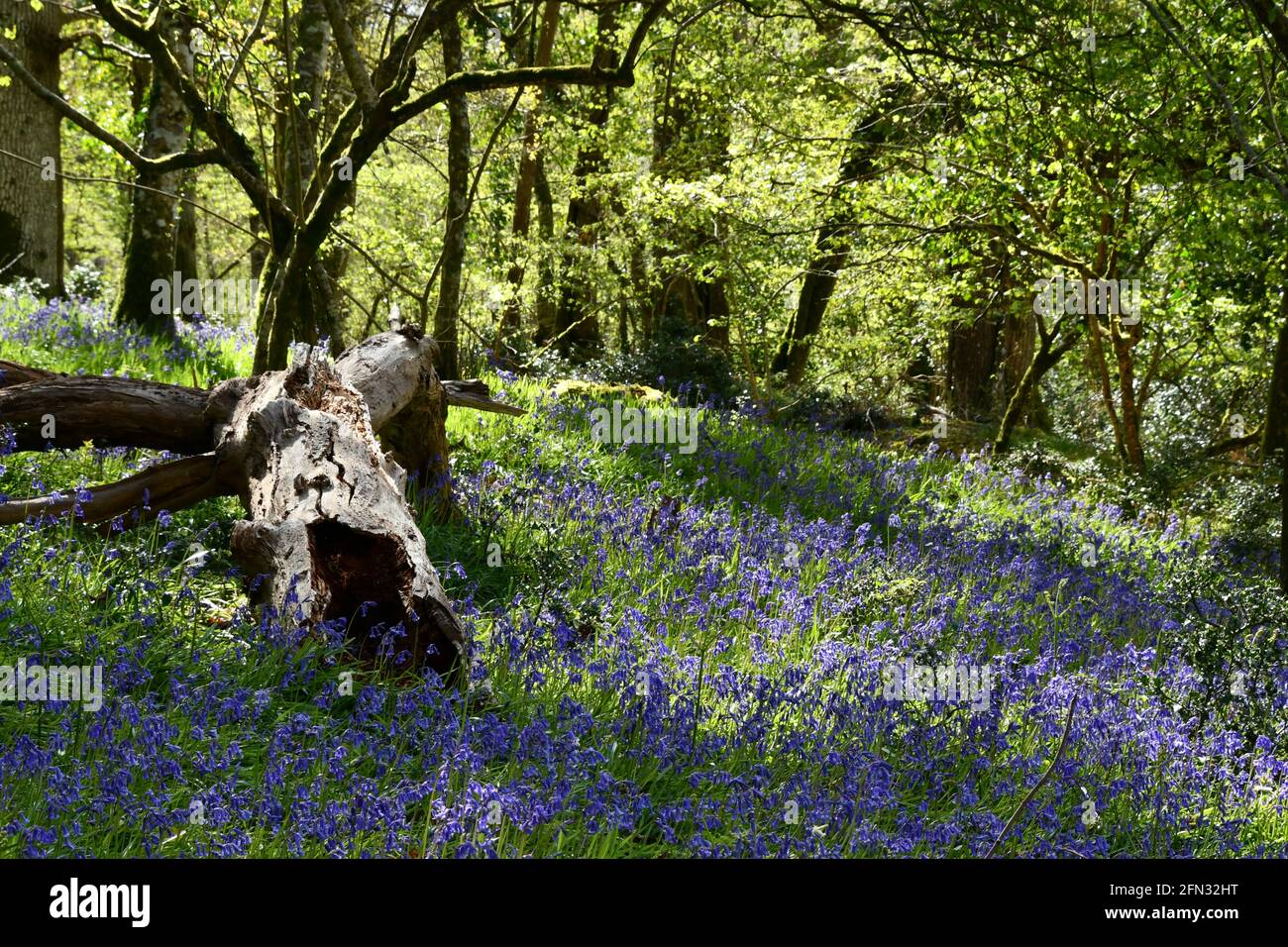 Bluebelt um einen verfaulenden Baumstamm im getupften Schatten Eines ...