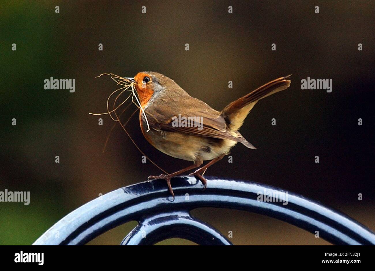 Baut sein nest -Fotos und -Bildmaterial in hoher Auflösung – Alamy