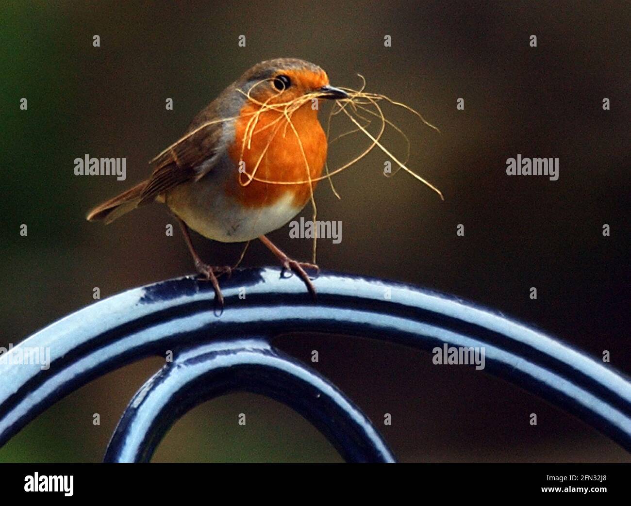 Baut sein nest -Fotos und -Bildmaterial in hoher Auflösung – Alamy