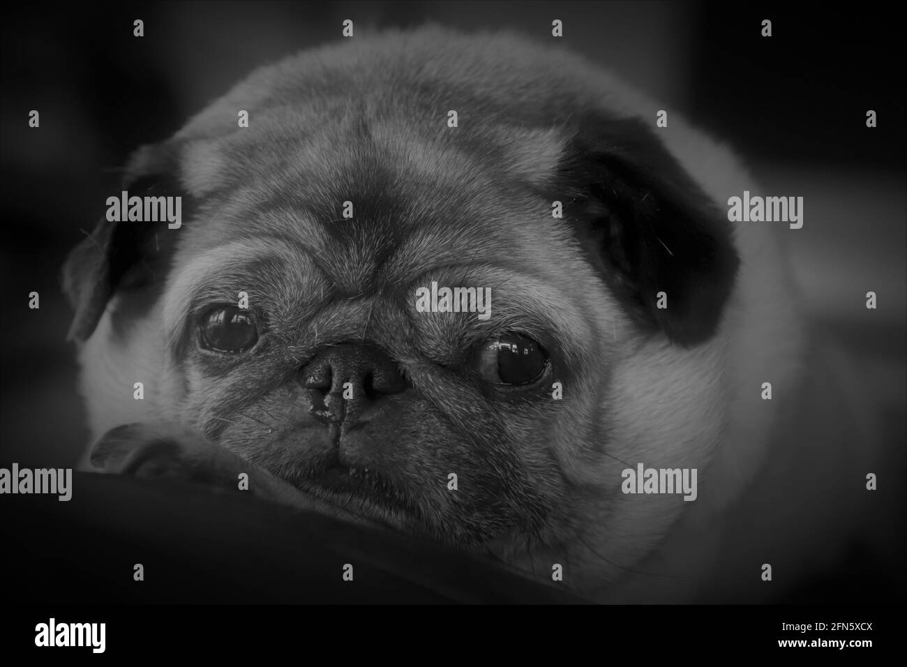 Mops lustig Schwarzweiß-Stockfotos und -bilder - Alamy