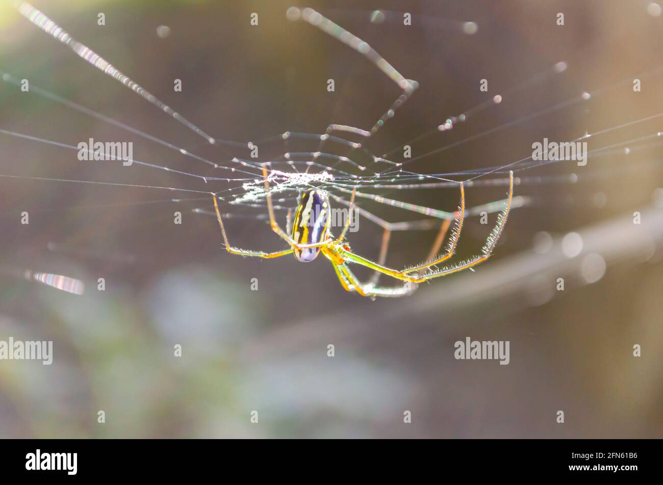 Netz spinnennetz -Fotos und -Bildmaterial in hoher Auflösung – Alamy
