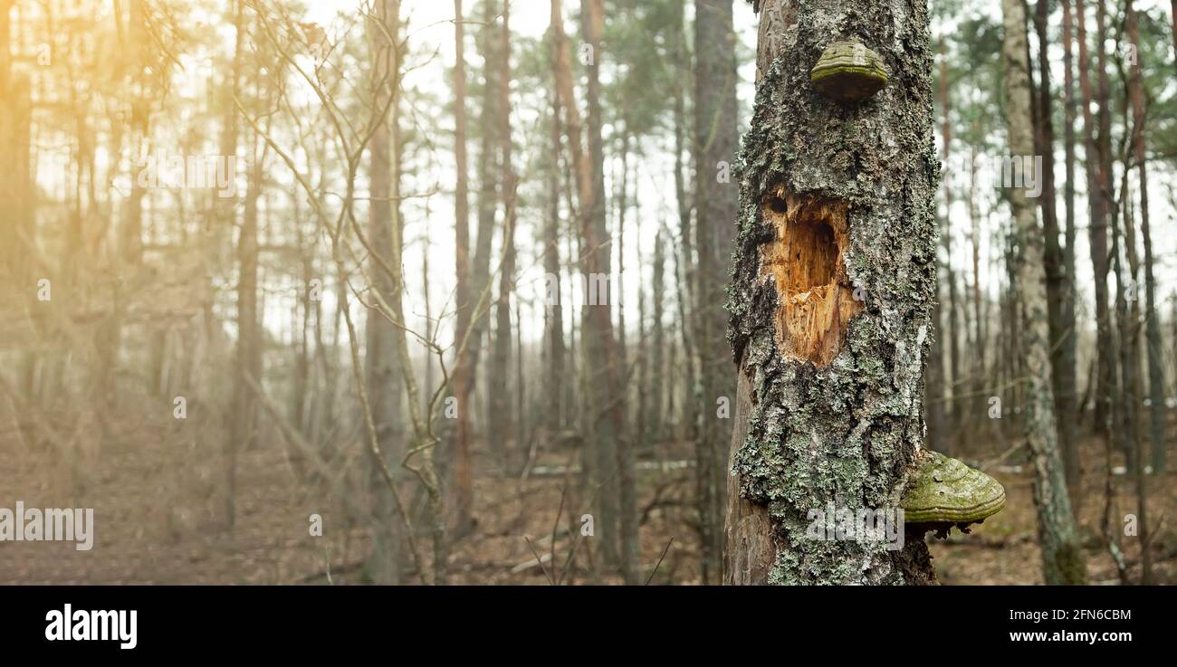 Eine Mulde in einem verfaulten alten Baum. Teil eines alten faulen ...