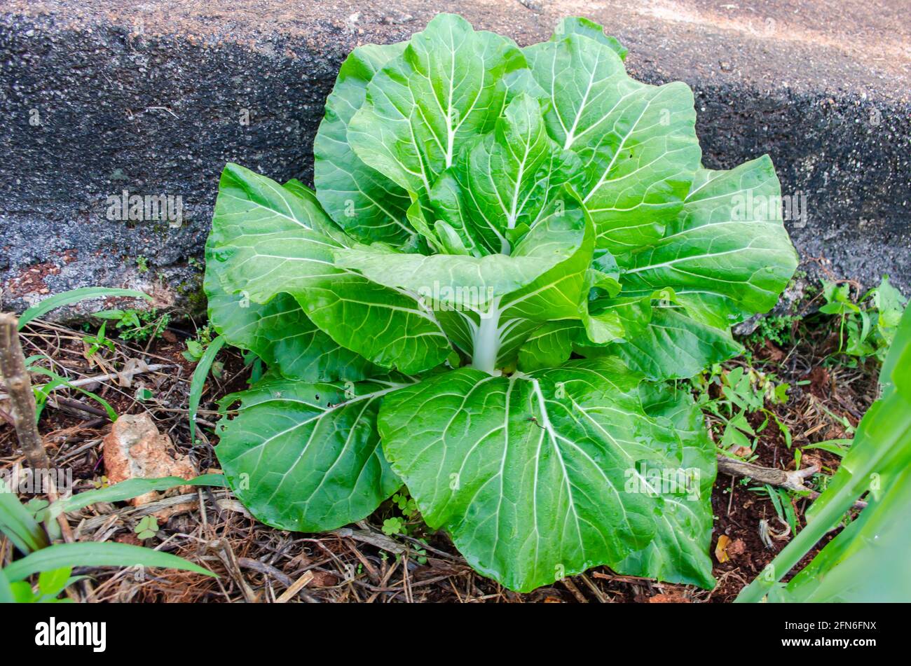 Pak choi oder chinesischer senfkohl -Fotos und -Bildmaterial in hoher ...